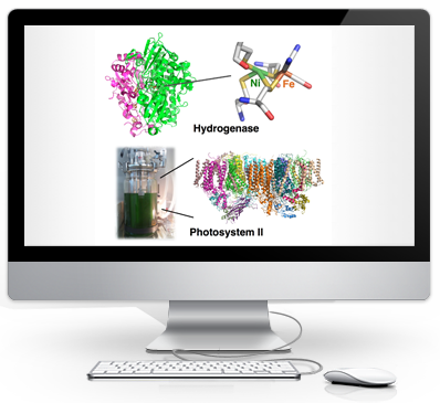 Ogo Laboratory : Kyushu University Ogo Laboratory